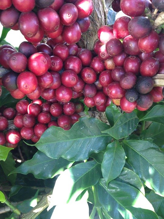 Your Handy Coffee Bean Guide - BrownsCoffee.com